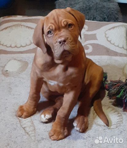 Бордоский дог