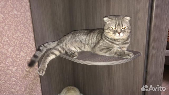 Шотландская вислоухая