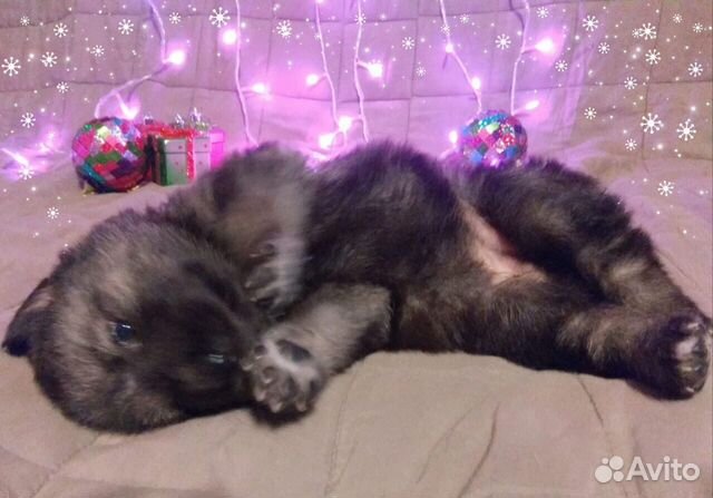 Маленький медвежонок