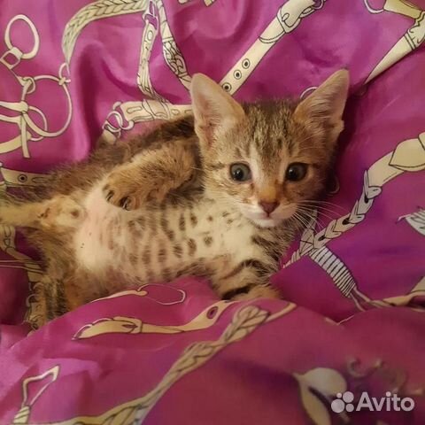 Отдам крошечного глазастого котёнка в добрые руки