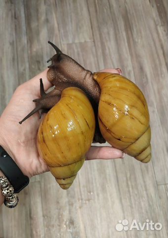 Улитка архахатина иктерика