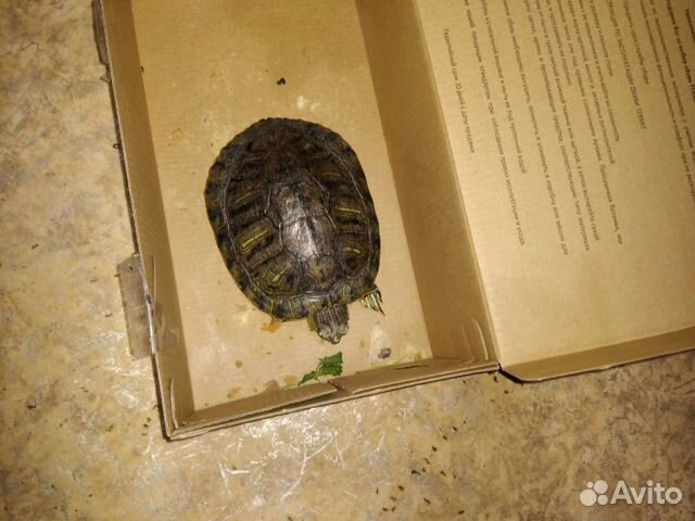 Черепаха