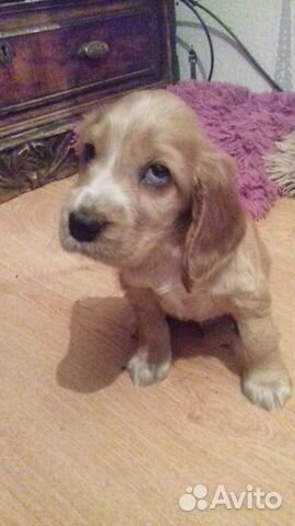 Самые милые щенки русского спаниеля