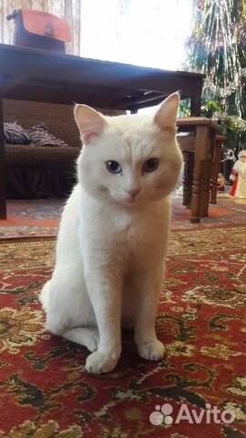 Котик породы Ангора