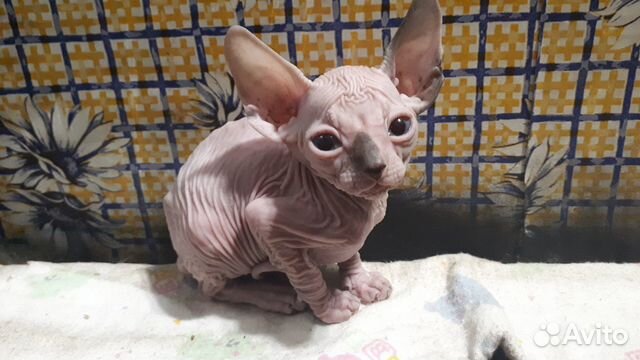 Котятки Канадского Сфинкса