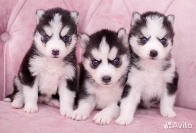 Хаски Голубые Глазки