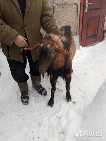Продам козла