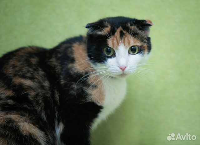 Уникальная Шаня)