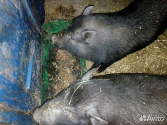 Хряк на племя