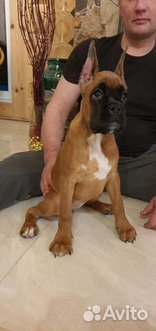 Щенок боксера девочка рыжая
