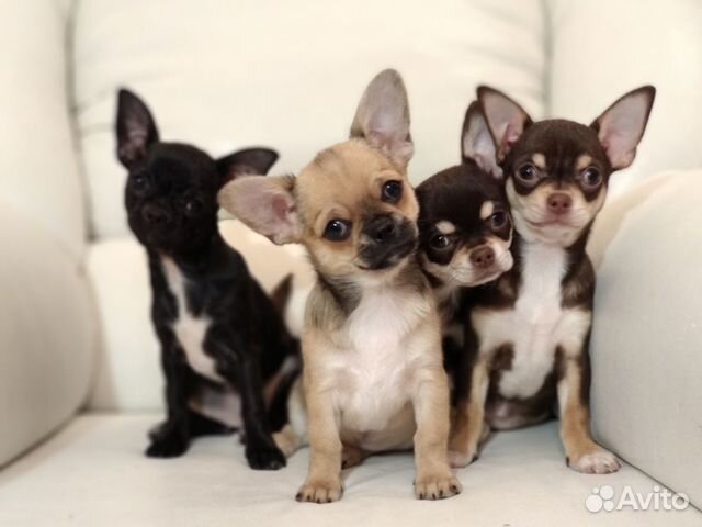 Щенки чихуахуа
