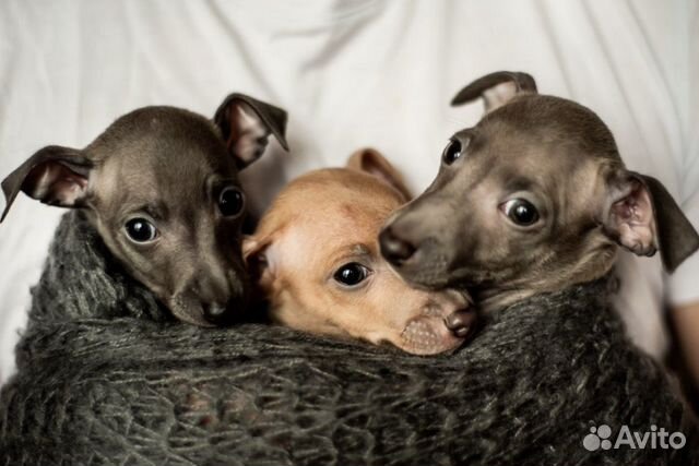 Щенки Левретки