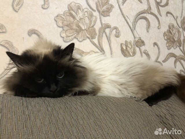 Кошка возможно рэгдолл