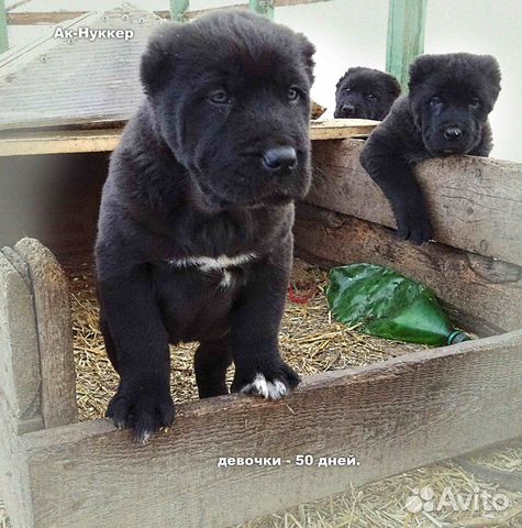 Черные щенки алабайчики сао