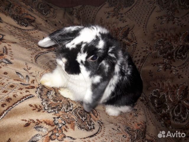 Декоративный вислоухий кролик