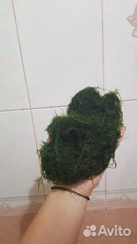 Яванский мох
