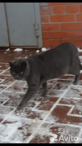 Беременная британка 1год в дар