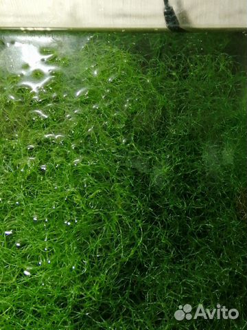 Политоя, Ксения пульсирующая, хета