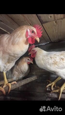 Петухи Браун Ник