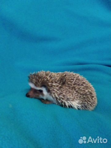 Африканский карликовый ежик