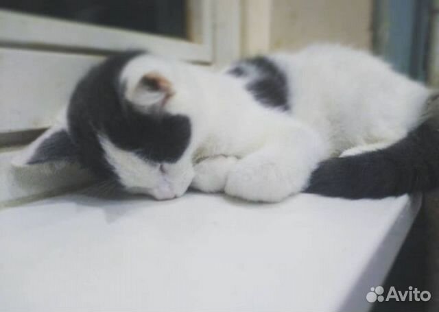 Котенок Адмирал. Полгода. Бесплатно