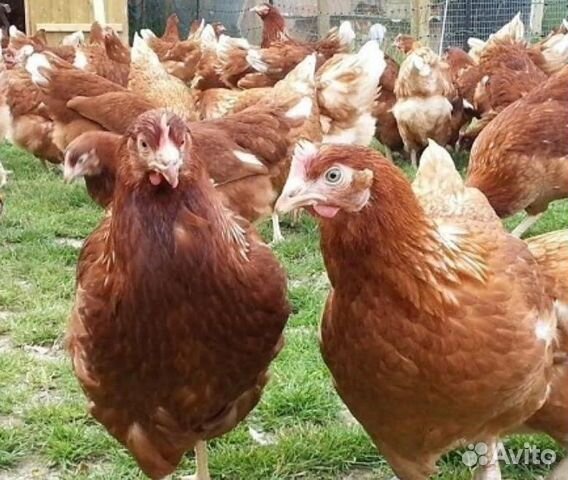 Куры молодки