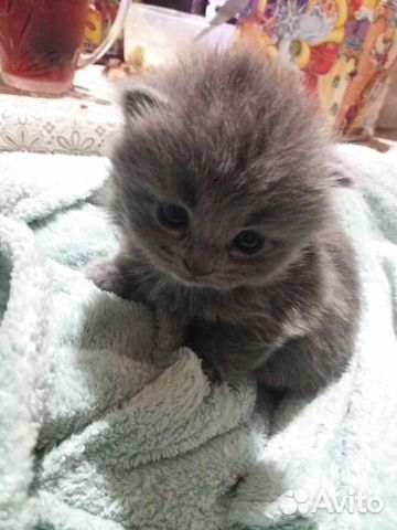 Плюшевое чудо вислоухое