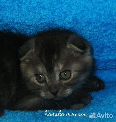 Шотландский черный принц