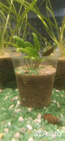 Аквариумные растения и рыбка