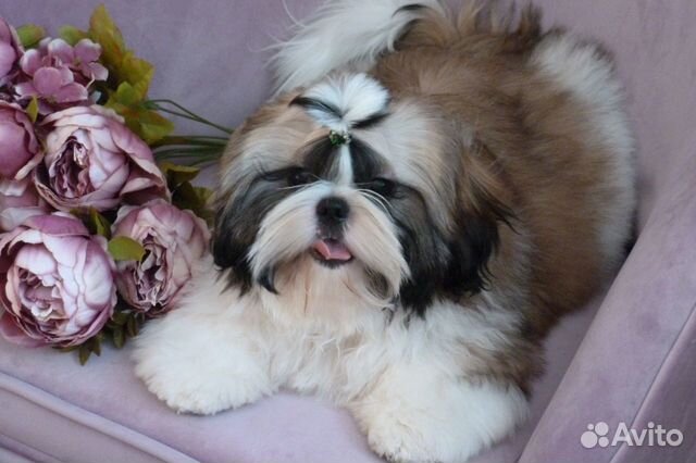 Очаровательные малыши Ши тцу