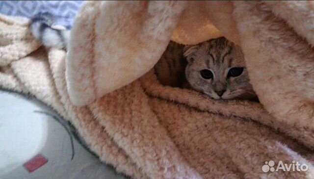Шотландский кот вязка