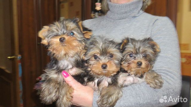 Малыши минюшки