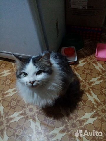 Котик