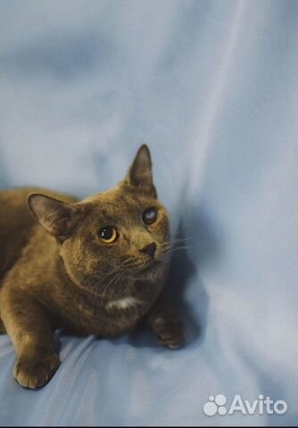 Особенный котик в самые добрые руки