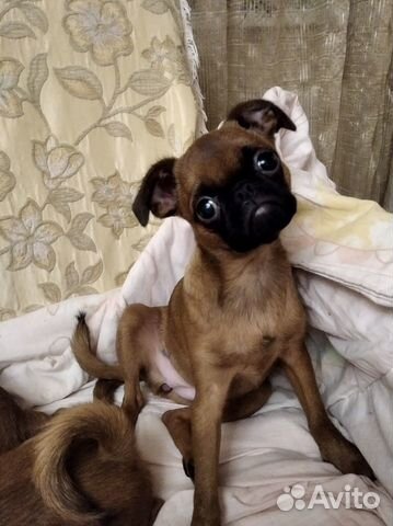 Щенки пти-брабансона