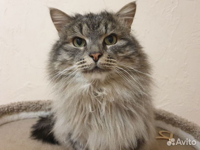 Кот Соломон в ответственные руки