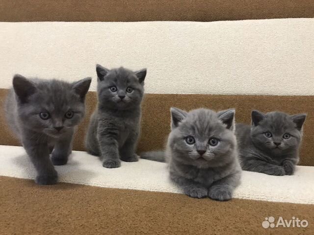 Британские котята