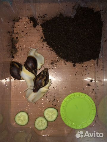 Улитки с контейнером