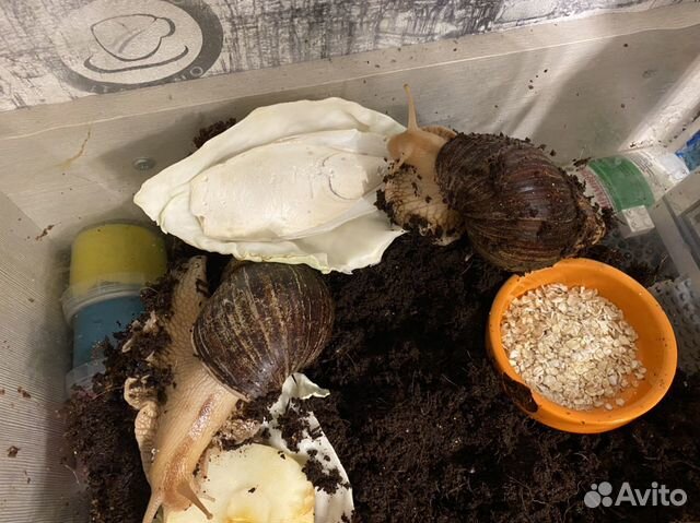 Гигантская ахатина