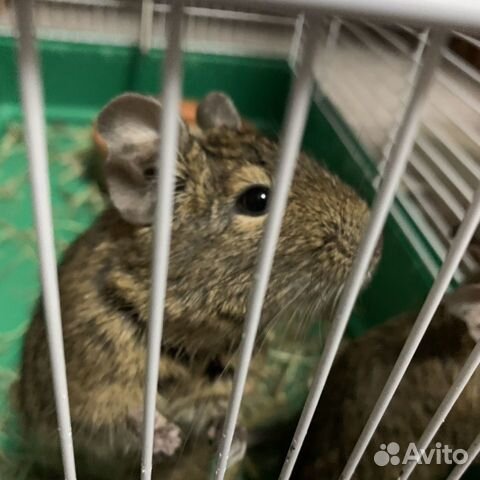 Две девочки дегу