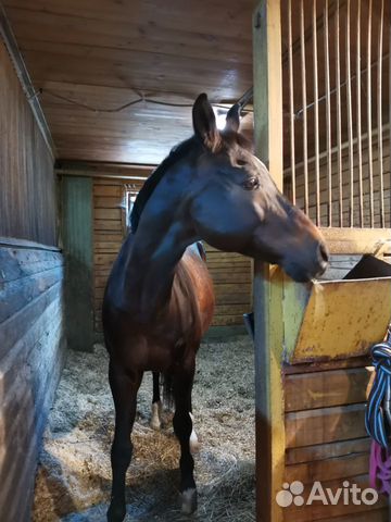 Лошадь в аренду