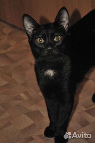 Подбросили кошечку