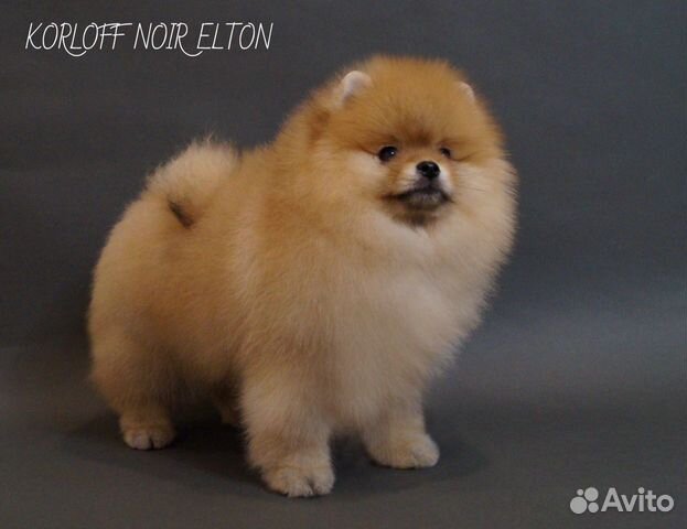 Красавчик шпицулька