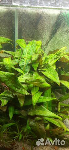 Прополка Криптокарина