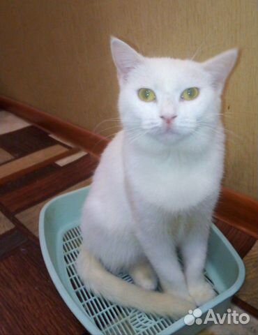 Белый котенок