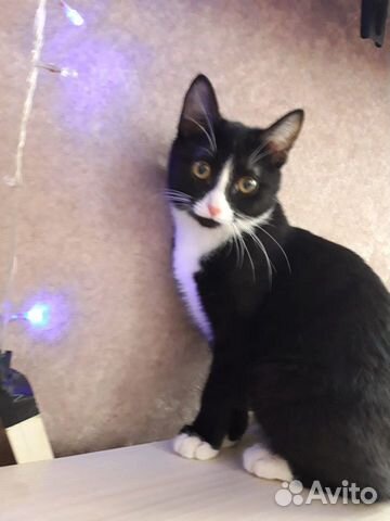 Котенок, девочка, 3 мес (котята, кошка, кошки)