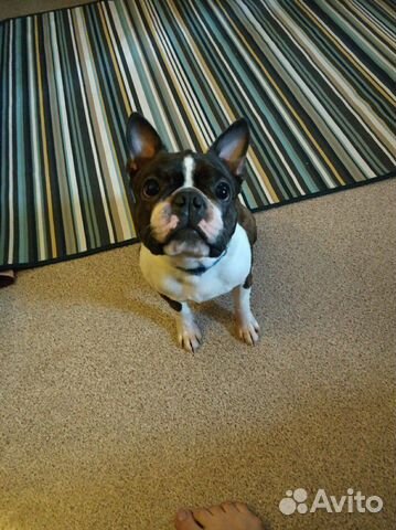 Бостонский терьер