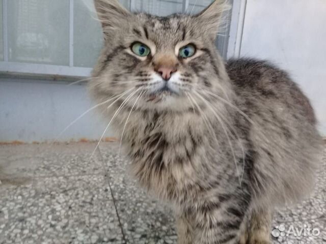 Кот Васька ищет дом