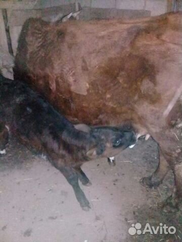 Продаётся корова с телятами подсосными.Тёлочкам по