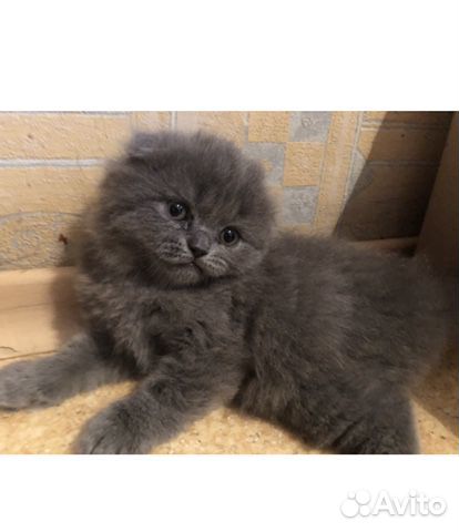 Шотландские котята